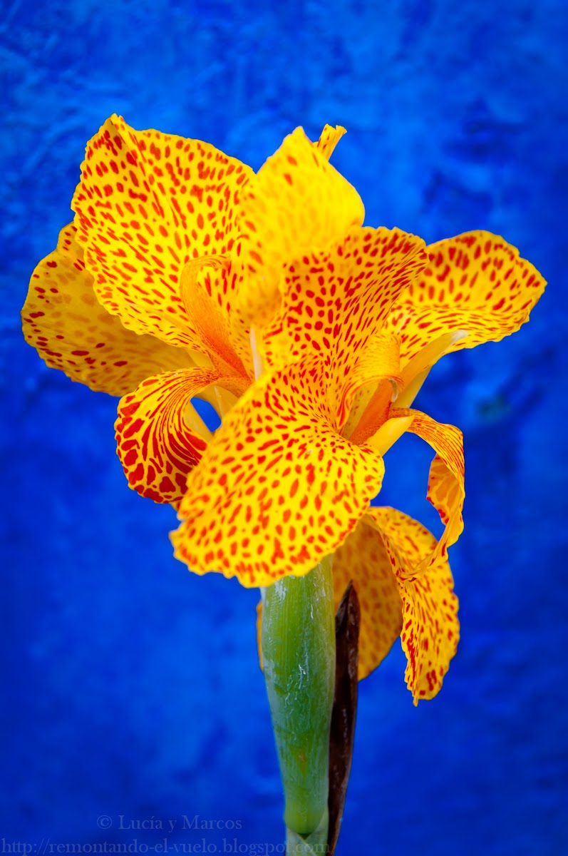 Remontando el Vuelo: 2010