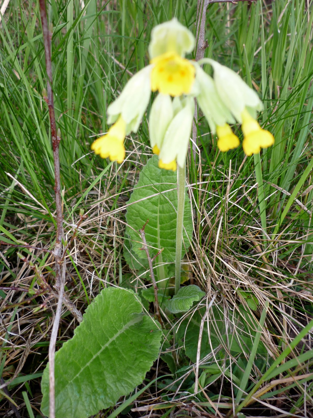Cross-cultural Herbalism: Plant médicinal of the week - Primula veris ...