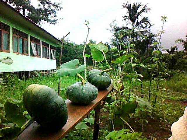 Hujan Fajar: Kebun Labu