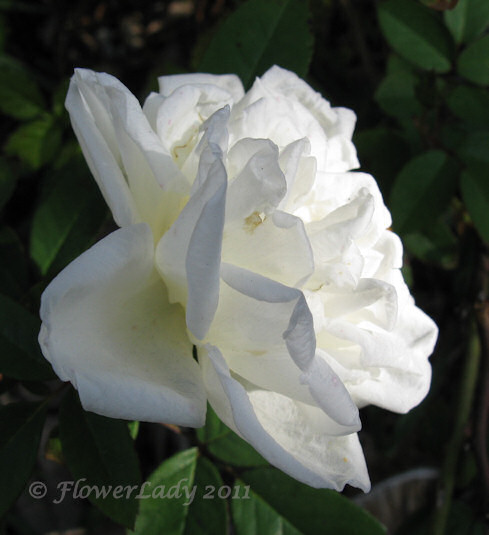 FlowerLady's Musings: A Chill, Music is Back, More Roses :-)