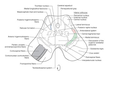jeremy's stuff: midbrain