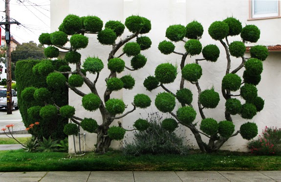 Daugherty Photography Design: San Francisco - Poodle Trees