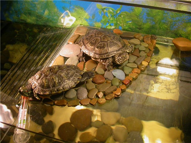 Детали важны: островок для черепашки/Island for turtle - Home, sweet home