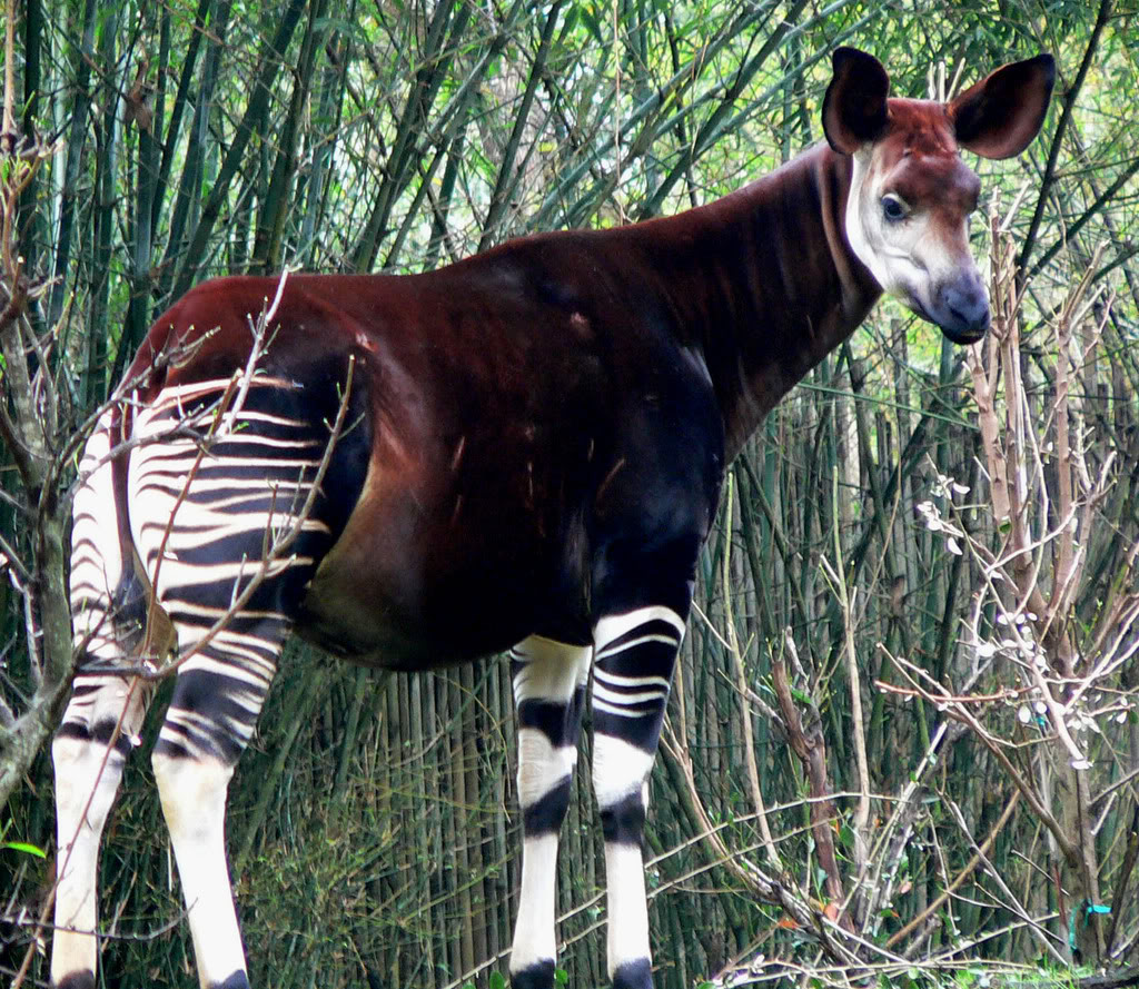 ACravan: Okapi Okapi Okapi