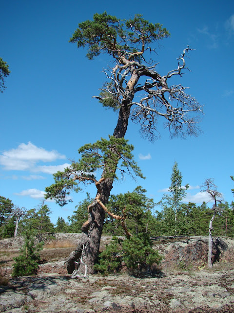 Dragonfly Trimmu purjehdus lokikirja: Kelo /Old tree