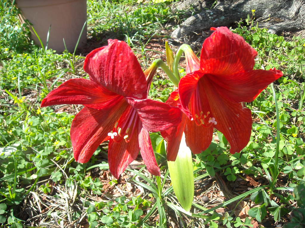 Paperlover123: Florida Spring Plant Smorgasbord Part 2