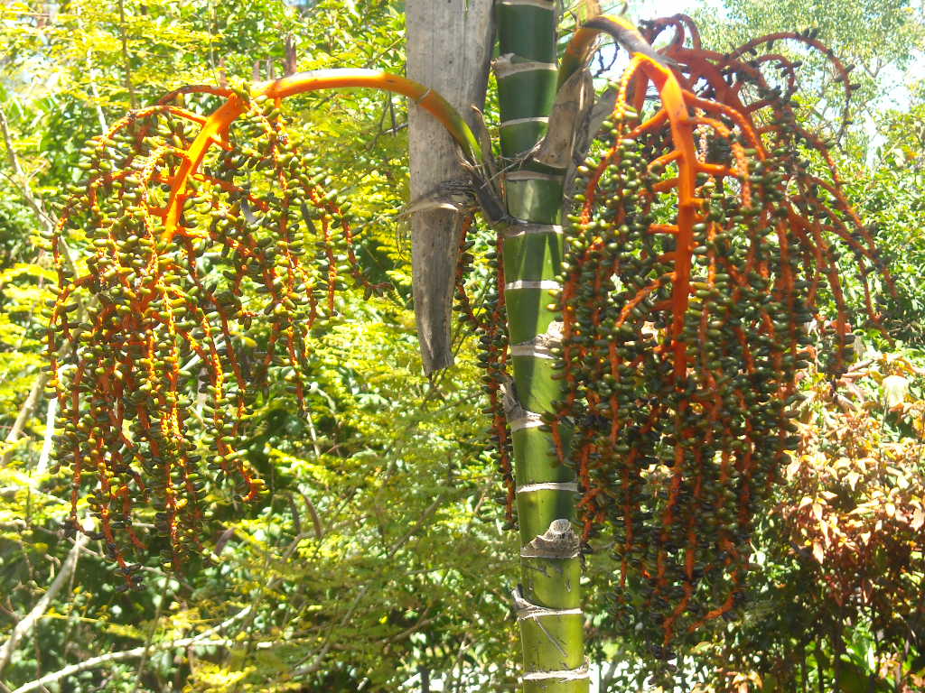 Paperlover123 Palm Tree Seed Pods