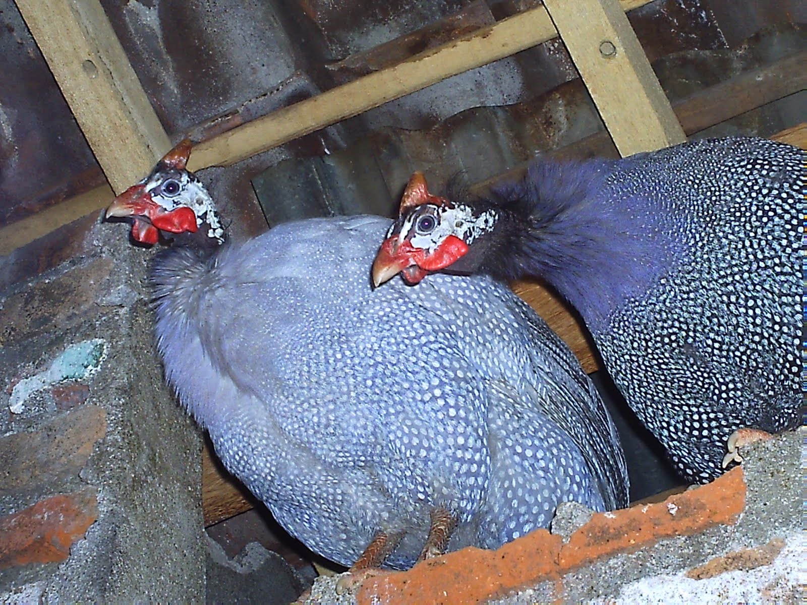 Mengenal Jenis-Jenis Ayam Hias Yang Aneh Dan Unik