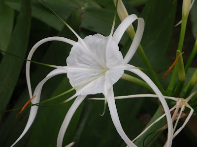 Greener Pastures: February 2009