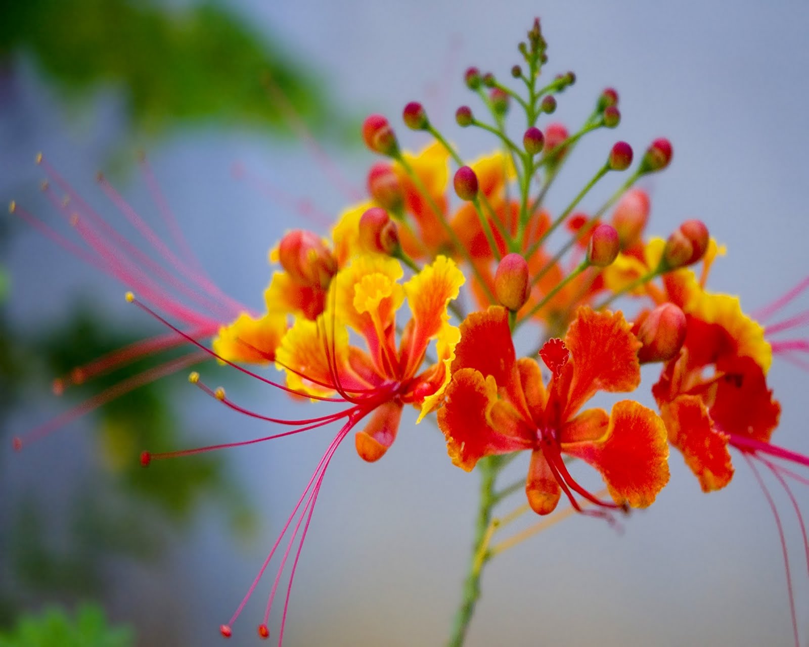 BEST WALLPAPERS HERE !: Primavara