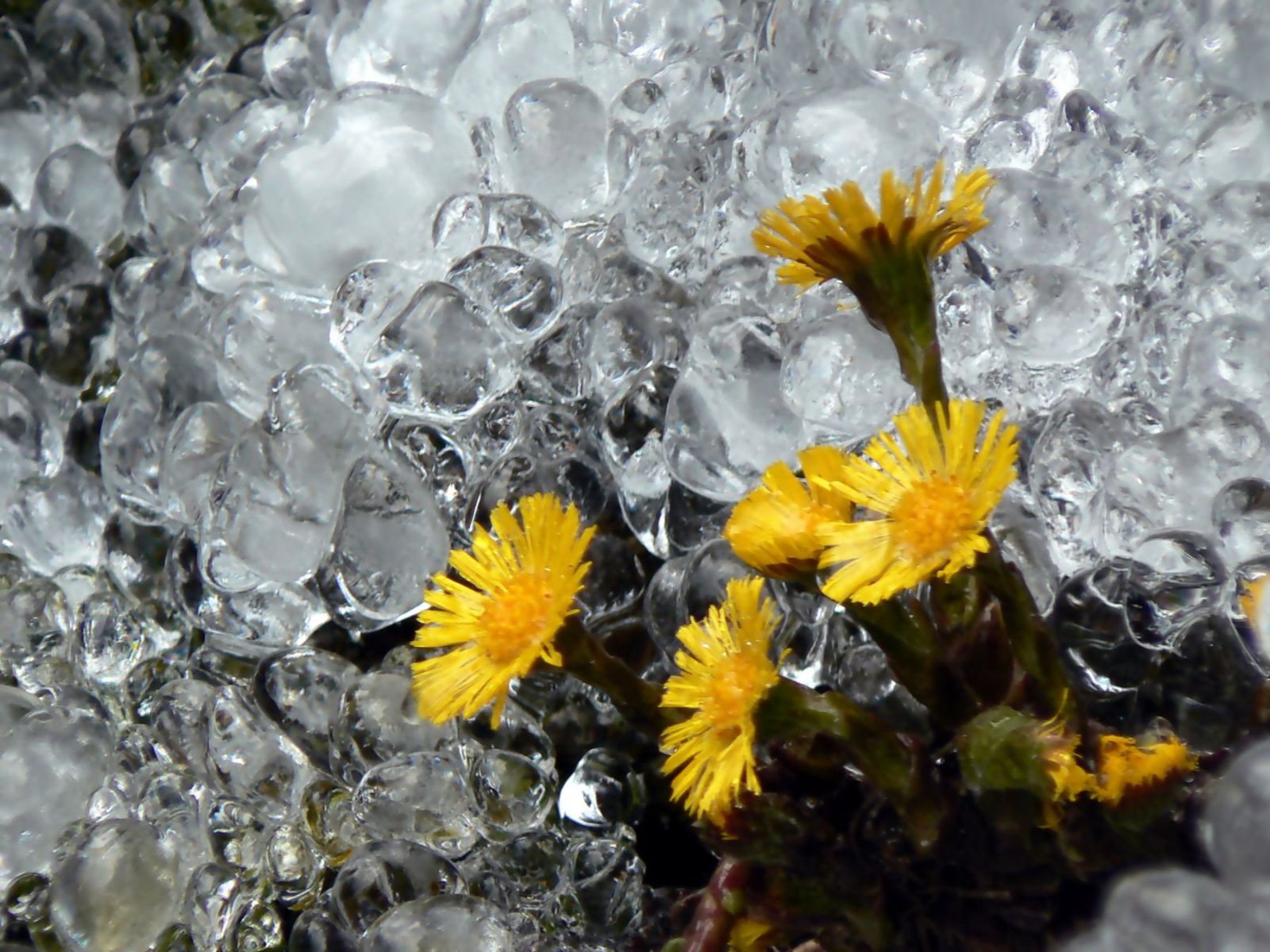 BEST WALLPAPERS HERE !: Primavara