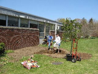Cherry Tree at Cutler Middle School - Mystic Garden Club