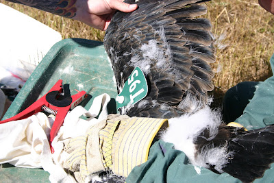 Bird Banding in Saskatchewan: Turkey Vulture Tagging