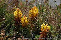 Hablando en verde: Minicurso de Flora de marisma