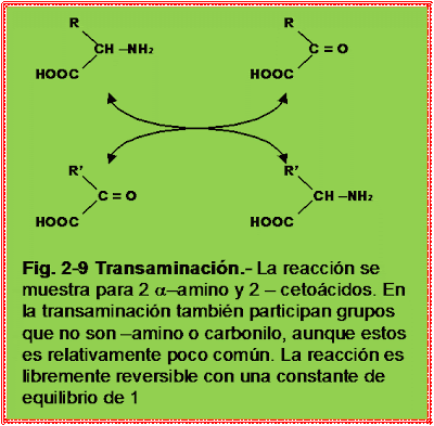 BIOQUÍMICA 6o. Cetis 110: 4.1.4 LAS PROTEINAS EN EL METABOLISMO