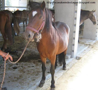 O Cavalo em Destaque: O Cavalo Garrano
