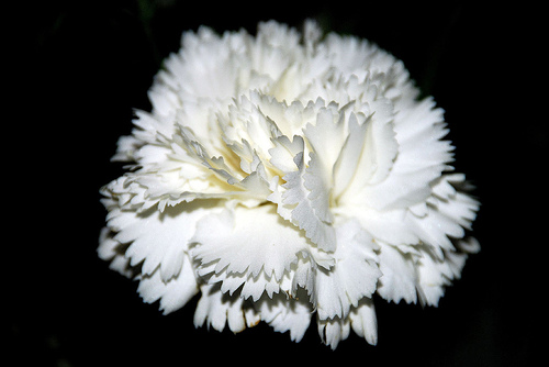 URBANRES.: FLORISTERIA VIRTUAL : CLAVEL BLANCO : LA VIDA POR AMOR ...