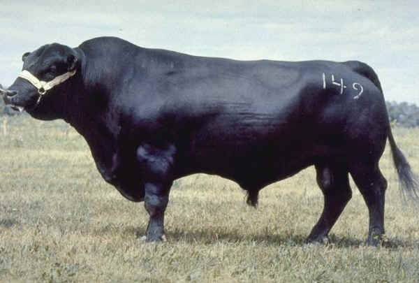 Gado | Características das raças do Gado de corte e de Leite