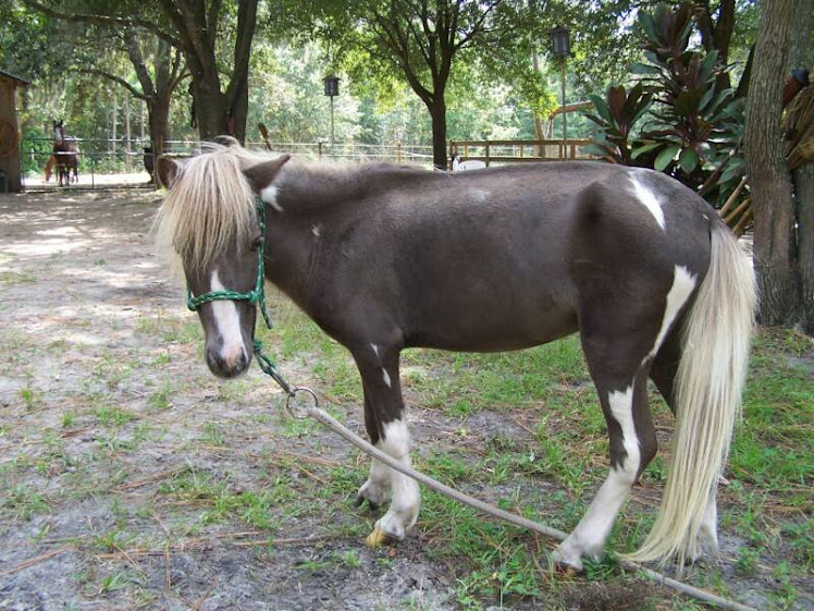 Two Tone Timmy - A Reason For Rehab