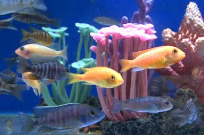 Tropical fish species guide