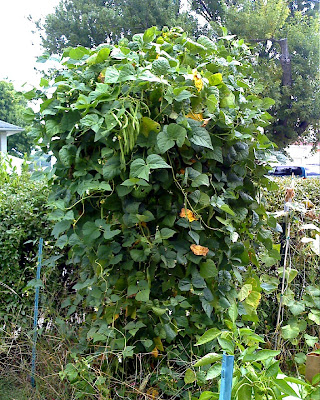 I garden, therefore I am!: Bean Tower perfomance review