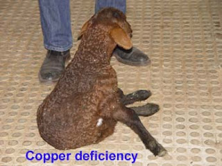 Veterinary Research & Teaching Hospital