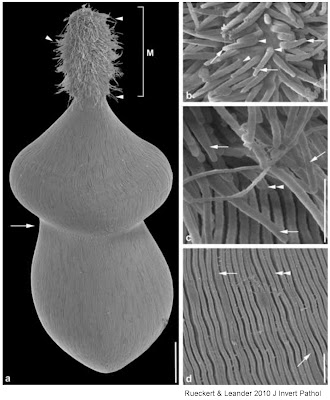 Skeptic Wonder: 03.2010