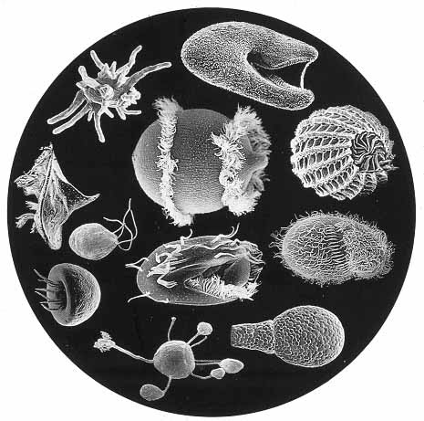 Skeptic Wonder: Sunday Protist - assorted Foissner SEMs