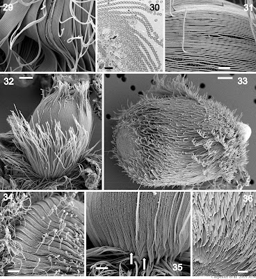 Skeptic Wonder: "Sunday" Protist - Trichonympha returns!