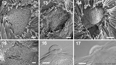Skeptic Wonder: "Sunday" Protist - Trichonympha returns!