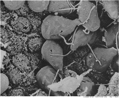 Skeptic Wonder: Answer to MM#06 - Cochlosoma: a peculiar gut denizen