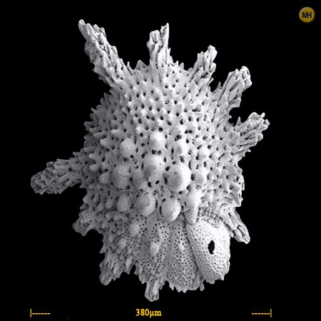 Skeptic Wonder: Sunday Protist - Assorted forams