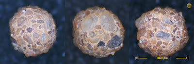 Skeptic Wonder: Sunday Protist - Assorted forams