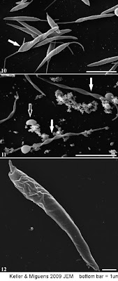 Skeptic Wonder: 12.2009