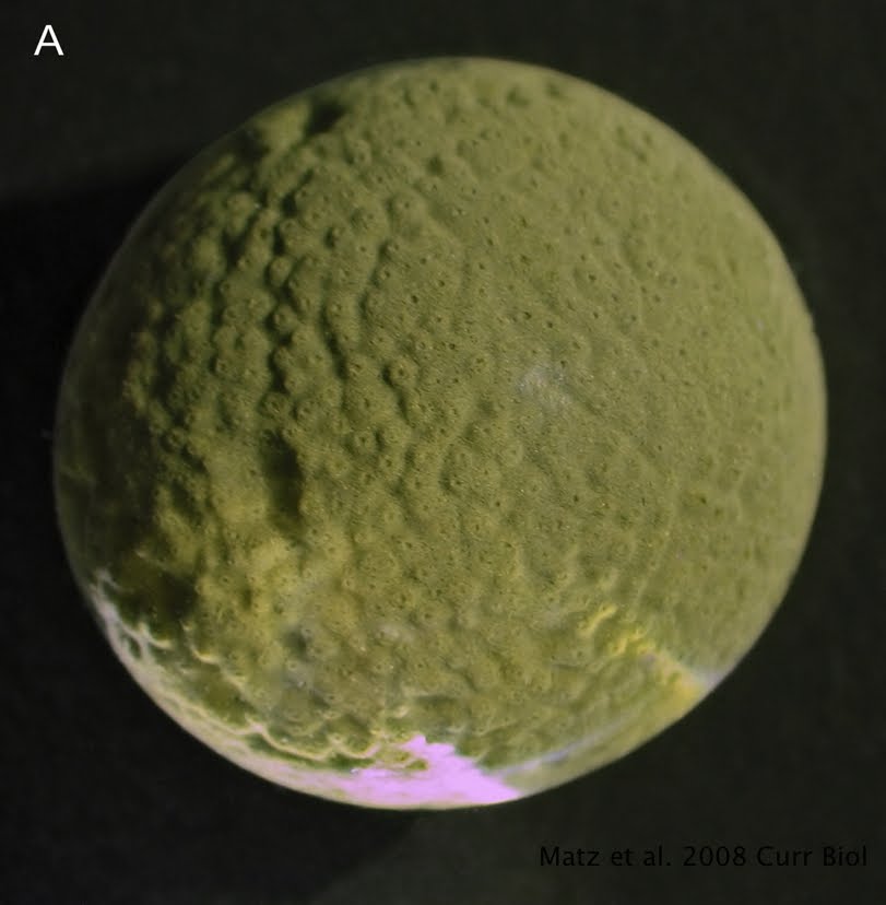 Skeptic Wonder: Sunday Protist – Gromia: beautiful predatory grapes of ...