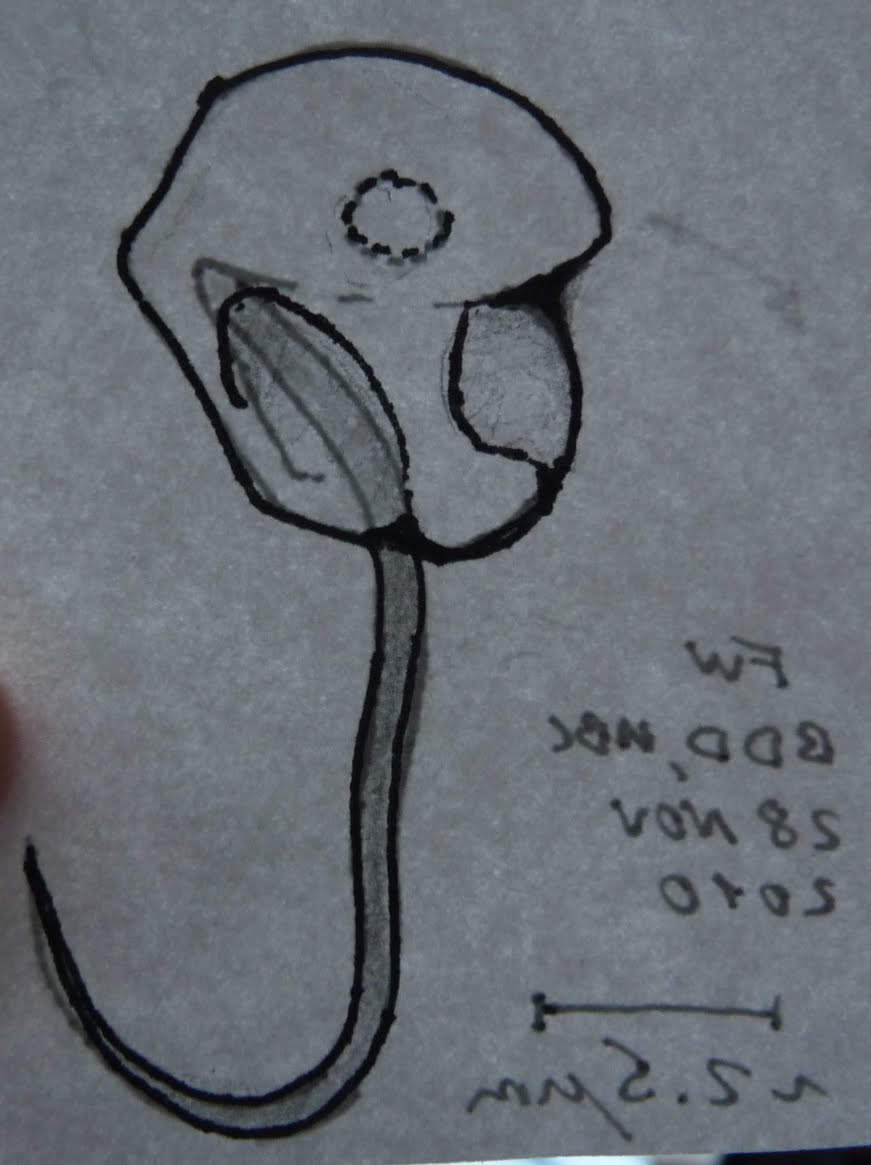 Skeptic Wonder: Deciphering protist shapes