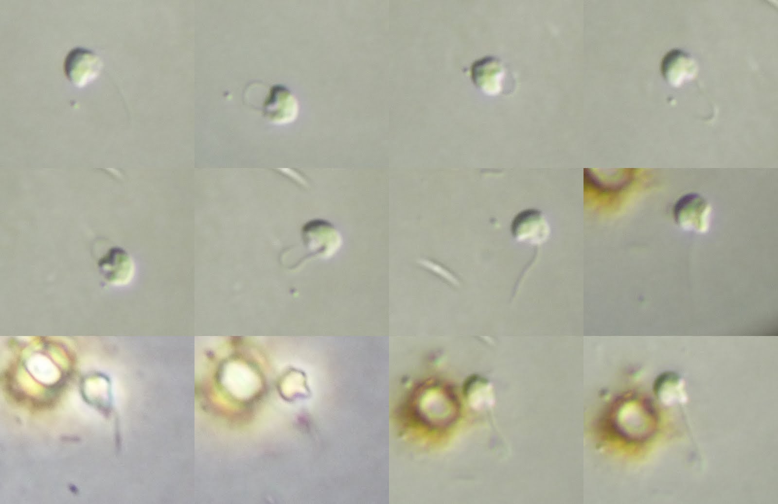 Skeptic Wonder: Deciphering protist shapes