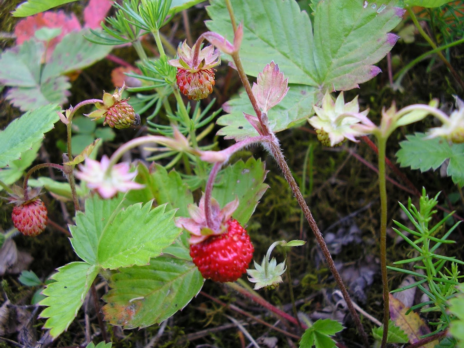 Eestis tavaline: Jaanipäeva jalutuskäik.