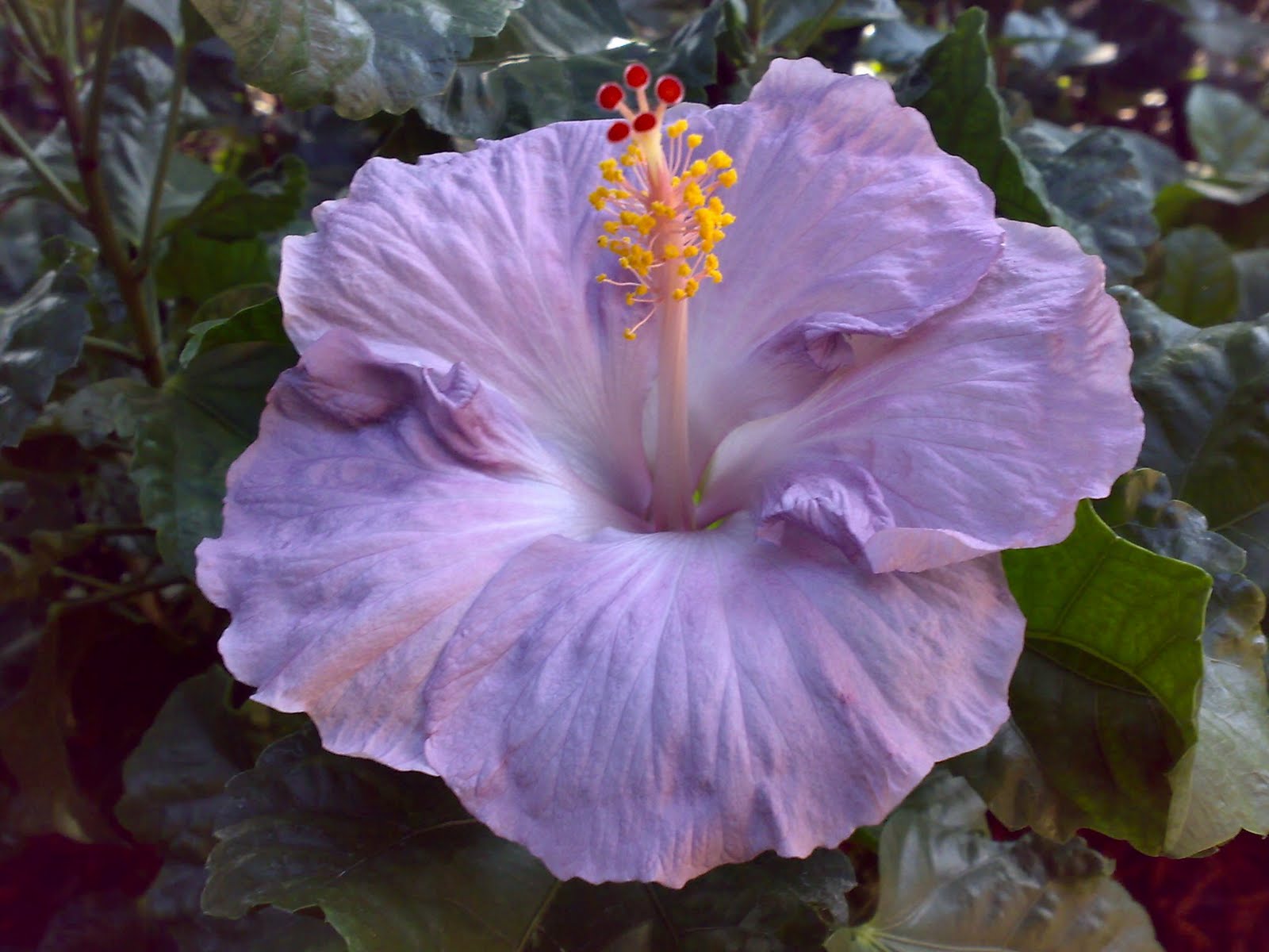 Exotic Hibiscus: P's Purple