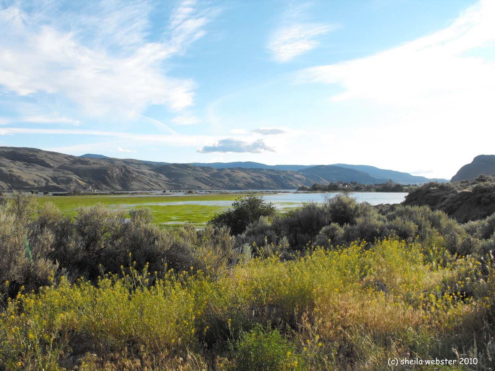we-love-kamloops: Tranquille Wildlife Management Area ~ Herons ...