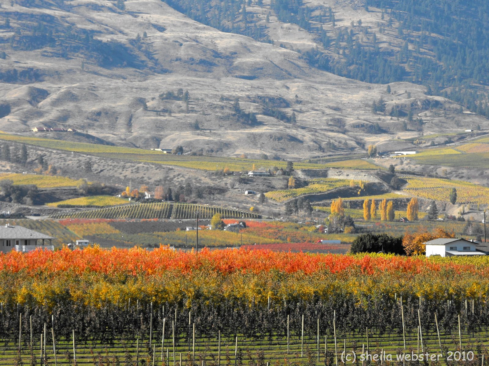We Love RV'ing: Oliver, BC ~ Okanagan Valley ~ Orchards ~ Autumn Colors