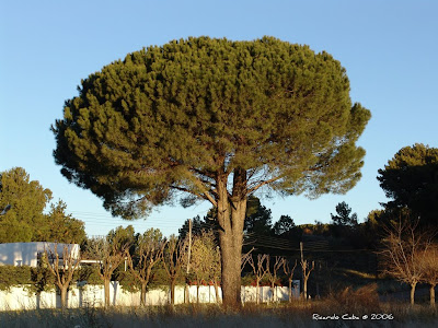 Tree Identification: Pinus pinea - Italian Stone Pine