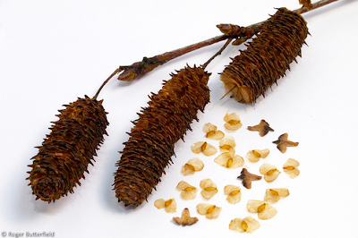 Tree Identification: Betula pendula - European White Birch