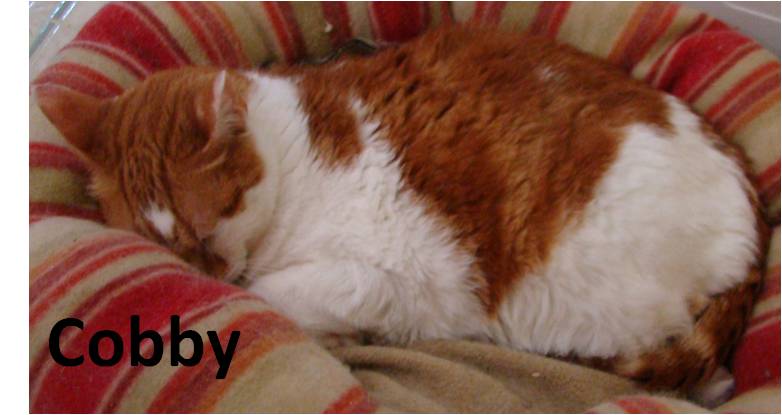 Mary's Kitty Korner Blog: Cat of the Week: Cobby