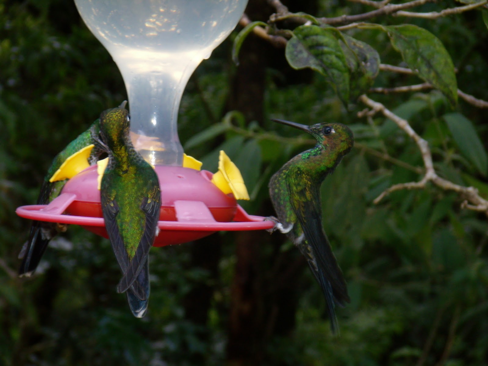 MINI NATURALEZA: COLIBRI