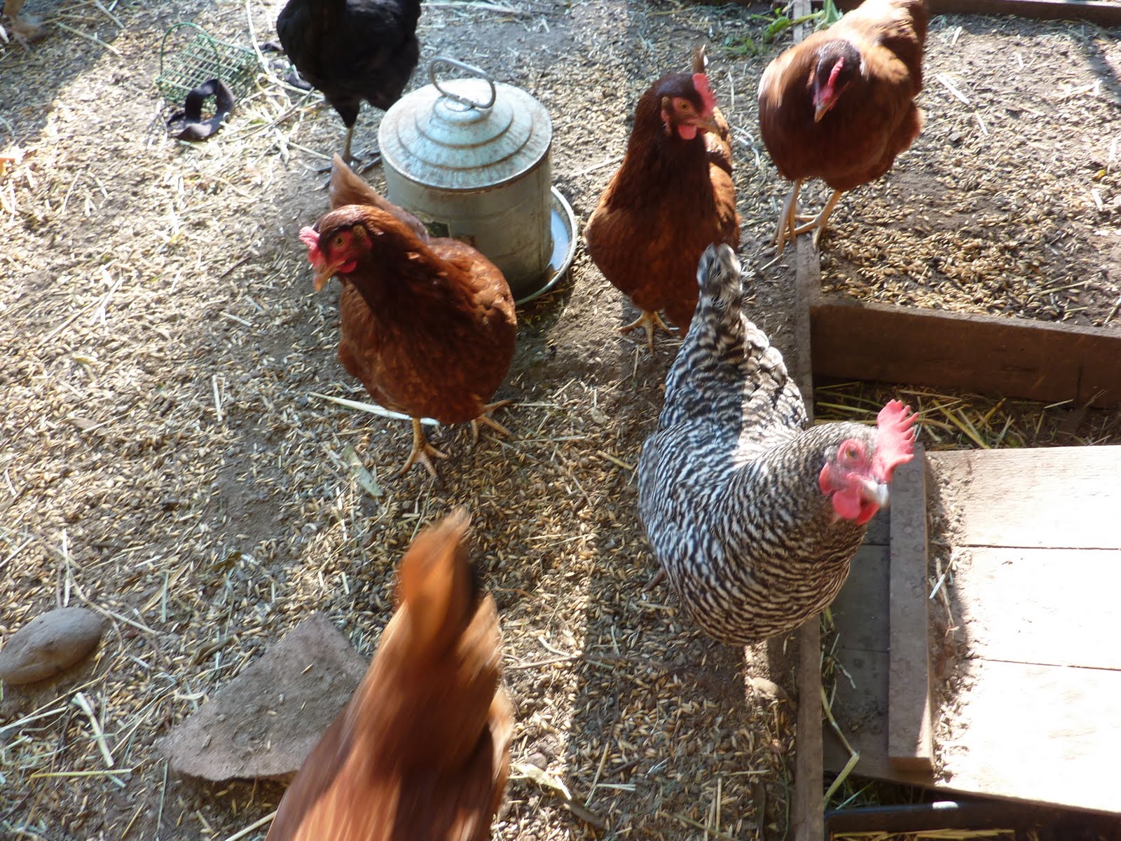 Life is good.: Pen expansion and chicky photos!
