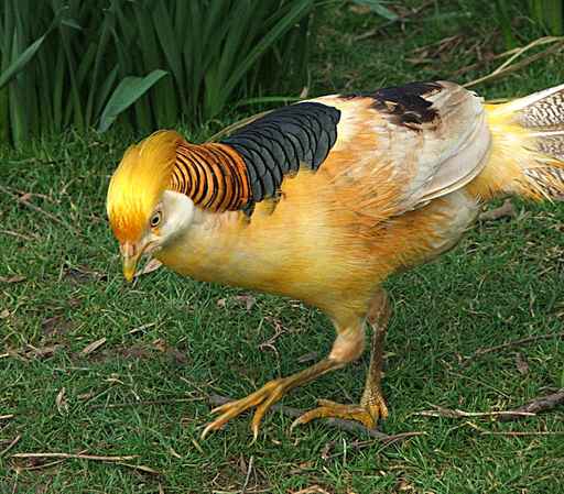 ANIMAL WORLD: F... de Faisán