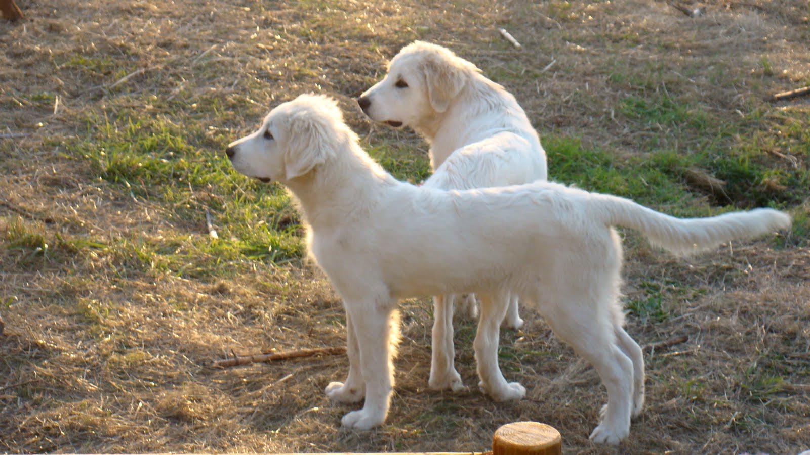Starting our Goat Dairy: The Big White Dogs