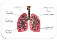 Pulmones