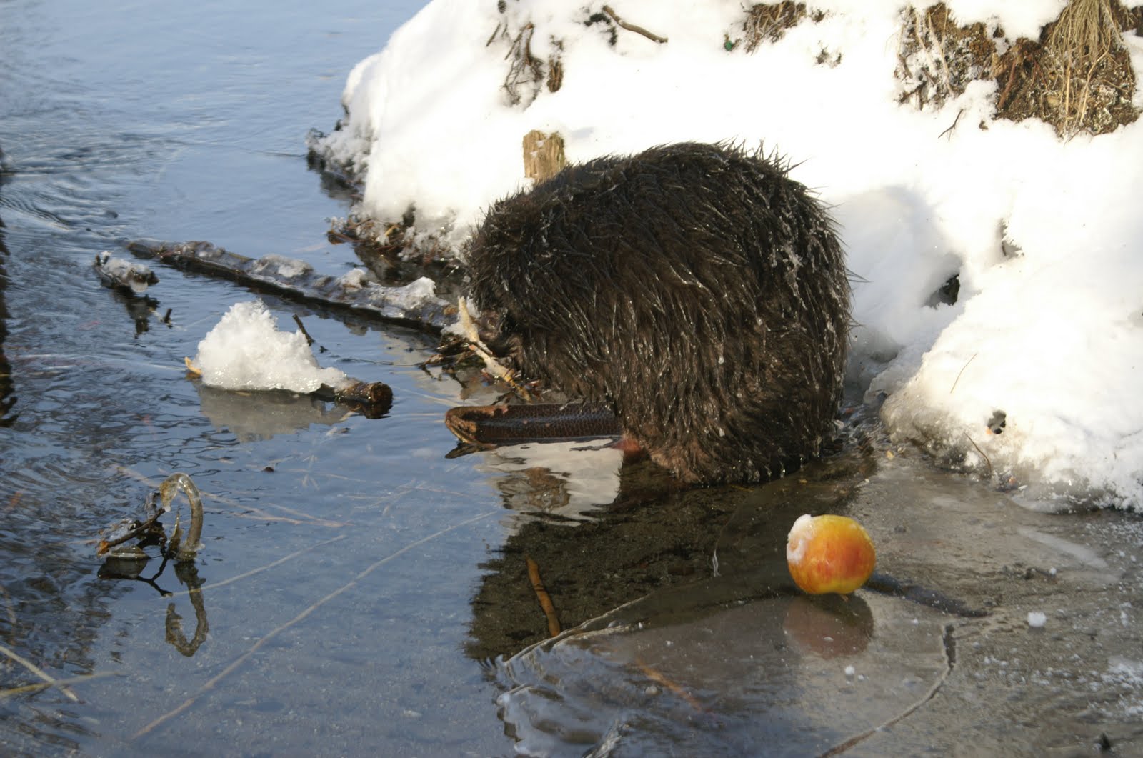 Odchudzanie na Kaszubach: Bobry na Kaszubach